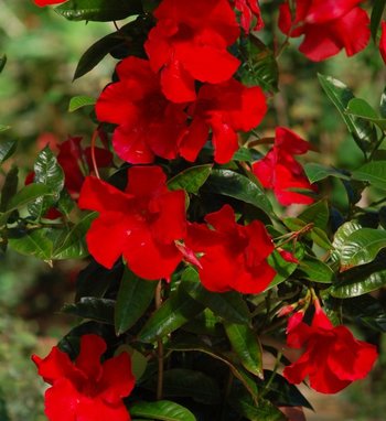 Sun Parasol® | Proven Winners