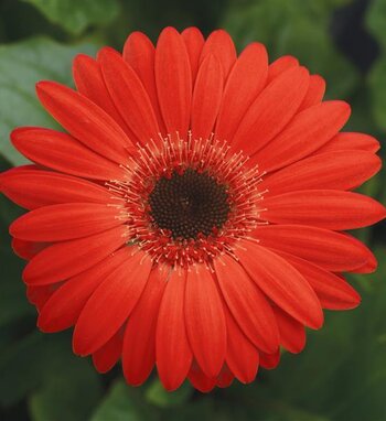 Revolution™ | Proven Winners