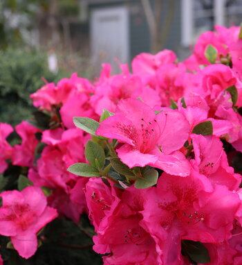 Perfecto Mundo® Double Pink - Reblooming Azalea - Rhododendron x ...