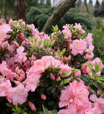 Perfecto Mundo® Double Pink - Reblooming Azalea - Rhododendron x ...
