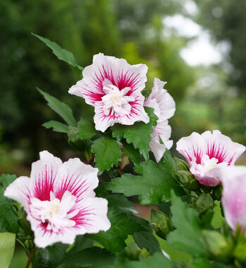 rose-of-sharon-starblast-chiffon-1.jpg | Proven Winners