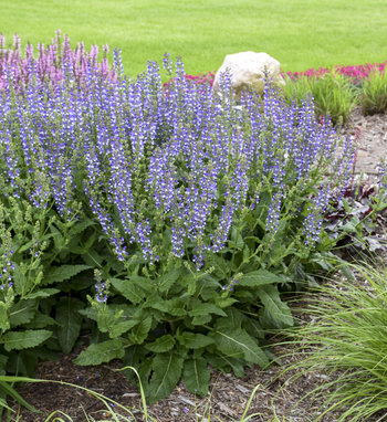 Color Spires® 'Pink Dawn' - Perennial Salvia - Salvia hybrid | Proven ...