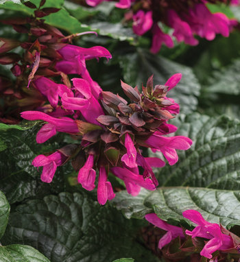 Rockin'® Deep Purple - Salvia hybrid | Proven Winners