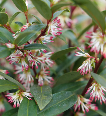 Sarcococca | Proven Winners