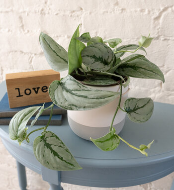 Shimmering Falls™ Sage and Cream™ - Satin Pothos - Scindapsus | Proven ...