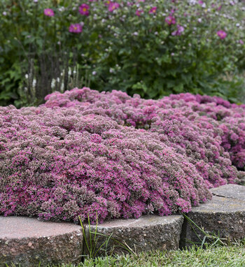 Sedum | Proven Winners