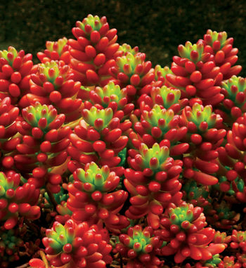 Sedum | Proven Winners