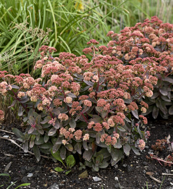 Sedum | Proven Winners