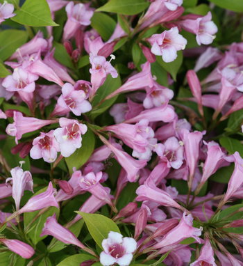 Weigela - Deer-Resistant Shrubs with Pink, Red or White Flowers ...