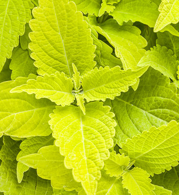 ColorBlaze® Mini Me™ Chartreuse - Coleus scutellarioides | Proven Winners