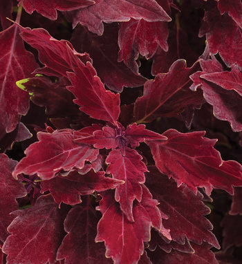 ColorBlaze® Mini Me™ Watermelon - Coleus scutellarioides | Proven Winners