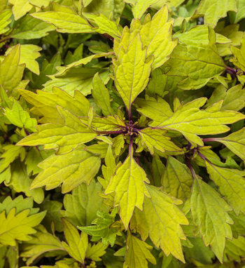 ColorBlaze® Mini Me™ Watermelon - Coleus scutellarioides | Proven Winners