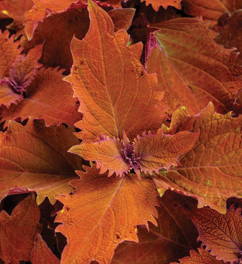 ColorBlaze® Mini Me™ Watermelon - Coleus scutellarioides | Proven Winners