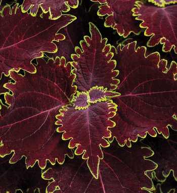 ColorBlaze® Mini Me™ Watermelon - Coleus scutellarioides | Proven Winners