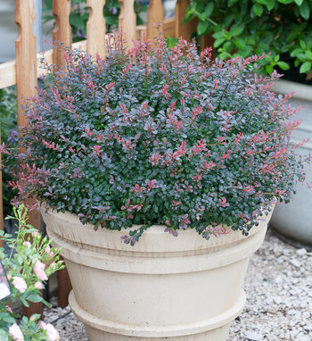 Sunjoy® Mini Saffron - Barberry - Berberis thunbergii | Proven Winners