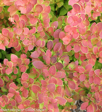 Sunjoy® Mini Saffron - Barberry - Berberis thunbergii | Proven Winners