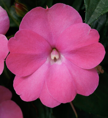 SunPatiens® Compact Deep Rose - Impatiens x hybrida | Proven Winners