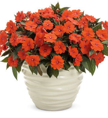 SunPatiens® Compact Tropical Rose - Impatiens x hybrida | Proven Winners