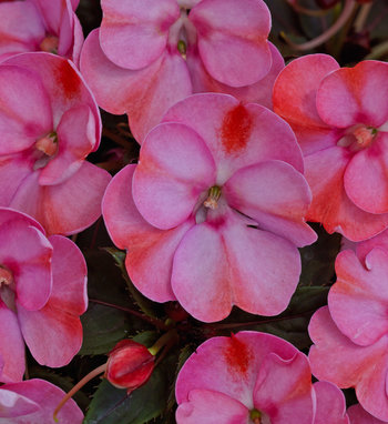 SunPatiens | Proven Winners
