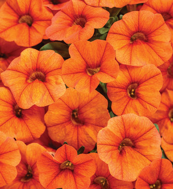 Superbells® Blue Moon Punch™ - Calibrachoa hybrid | Proven Winners
