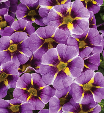Superbells® | Proven Winners