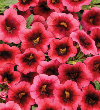 Superbells® Strawberry Punch™ - Calibrachoa hybrid | Proven Winners
