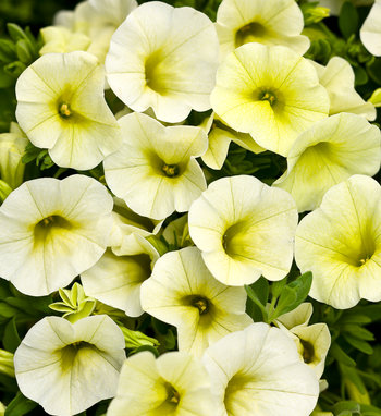 Superbells® Lemon Slice® - Calibrachoa hybrid | Proven Winners