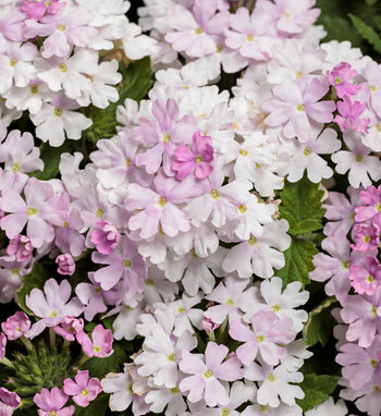 Superbena® Whiteout™ - Verbena hybrid | Proven Winners