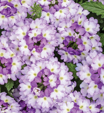 Superbena Sparkling® Rosé - Verbena hybrid | Proven Winners