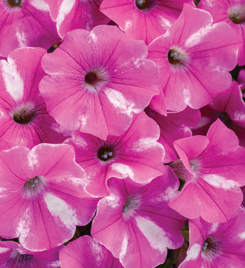 Supertunia® | Proven Winners