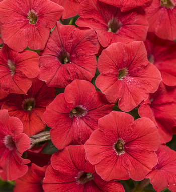 Supertunia® | Proven Winners
