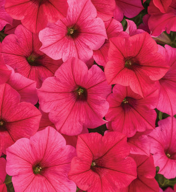 Supertunia Vista Jazzberry - Petunia