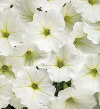 Supertunia Vista® Fuchsia - Petunia hybrid | Proven Winners