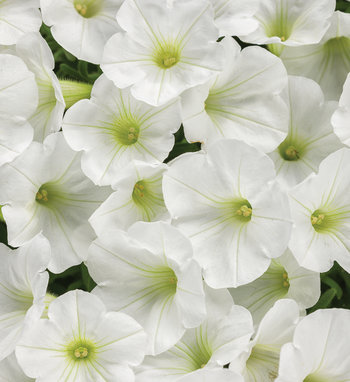 Supertunia Mini Vista® Midnight - Petunia hybrid | Proven Winners