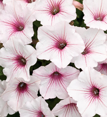 Supertunia Vista® Fuchsia - Petunia hybrid | Proven Winners
