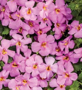 Snowstorm® Giant Snowflake® - Bacopa - Sutera cordata | Proven Winners