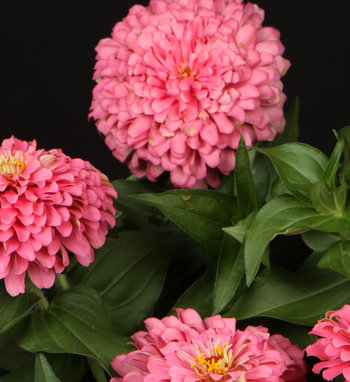 Sweet Tooth Candy Cane - Zinnia | Proven Winners