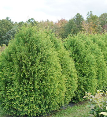 Thuja | Proven Winners