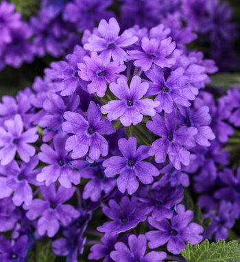 Superbena® Pink Cashmere™ - Verbena hybrid | Proven Winners