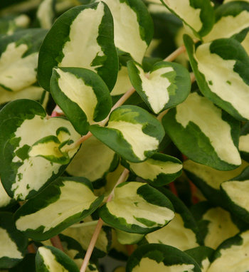 Proven Accents® Petite Licorice - Licorice Plant - Helichrysum ...