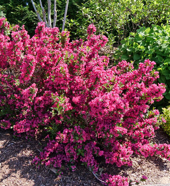 Weigela - Deer-Resistant Shrubs with Pink, Red or White Flowers ...