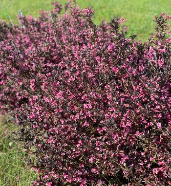Weigela - Deer-Resistant Shrubs with Pink, Red or White Flowers ...