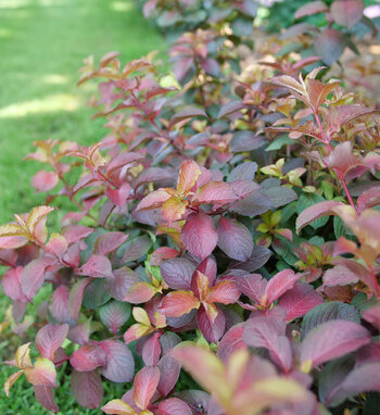 Weigela - Deer-Resistant Shrubs with Pink, Red or White Flowers ...