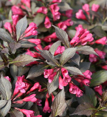 Weigela - Deer-Resistant Shrubs with Pink, Red or White Flowers ...