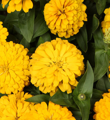 Magellan™ Mix - Zinnia elegans | Proven Winners