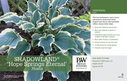 Hosta Shadowland® Hope Springs Eternal 11x7" Variety Benchcard | Proven ...