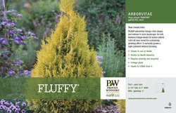 Thuja Fluffy® (Arborvitae) 11x7" Variety Benchcard | Proven Winners