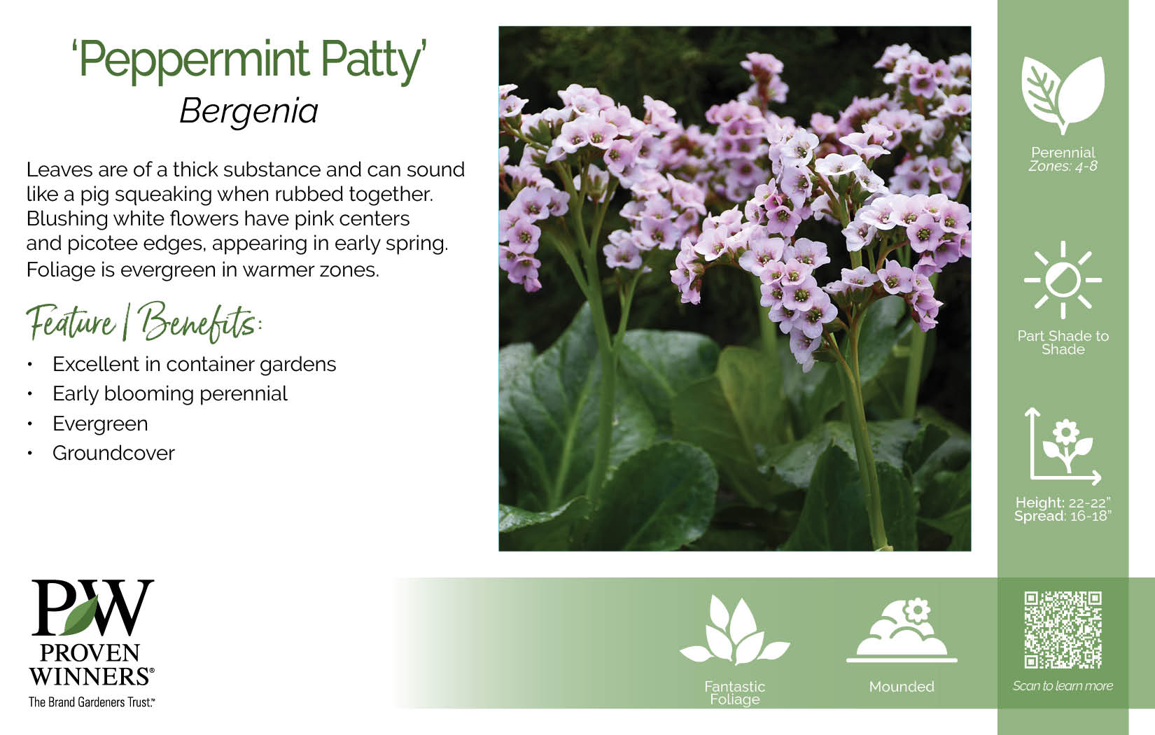 Bergenia 'Peppermint Patty' 11x7" Variety Benchcard | Proven Winners