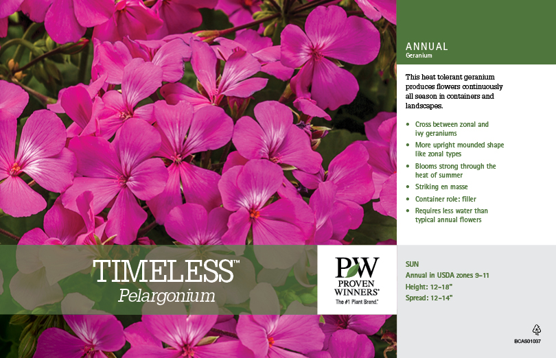 Pelargonium Timeless™ 11x7" Series Benchcard | Proven Winners
