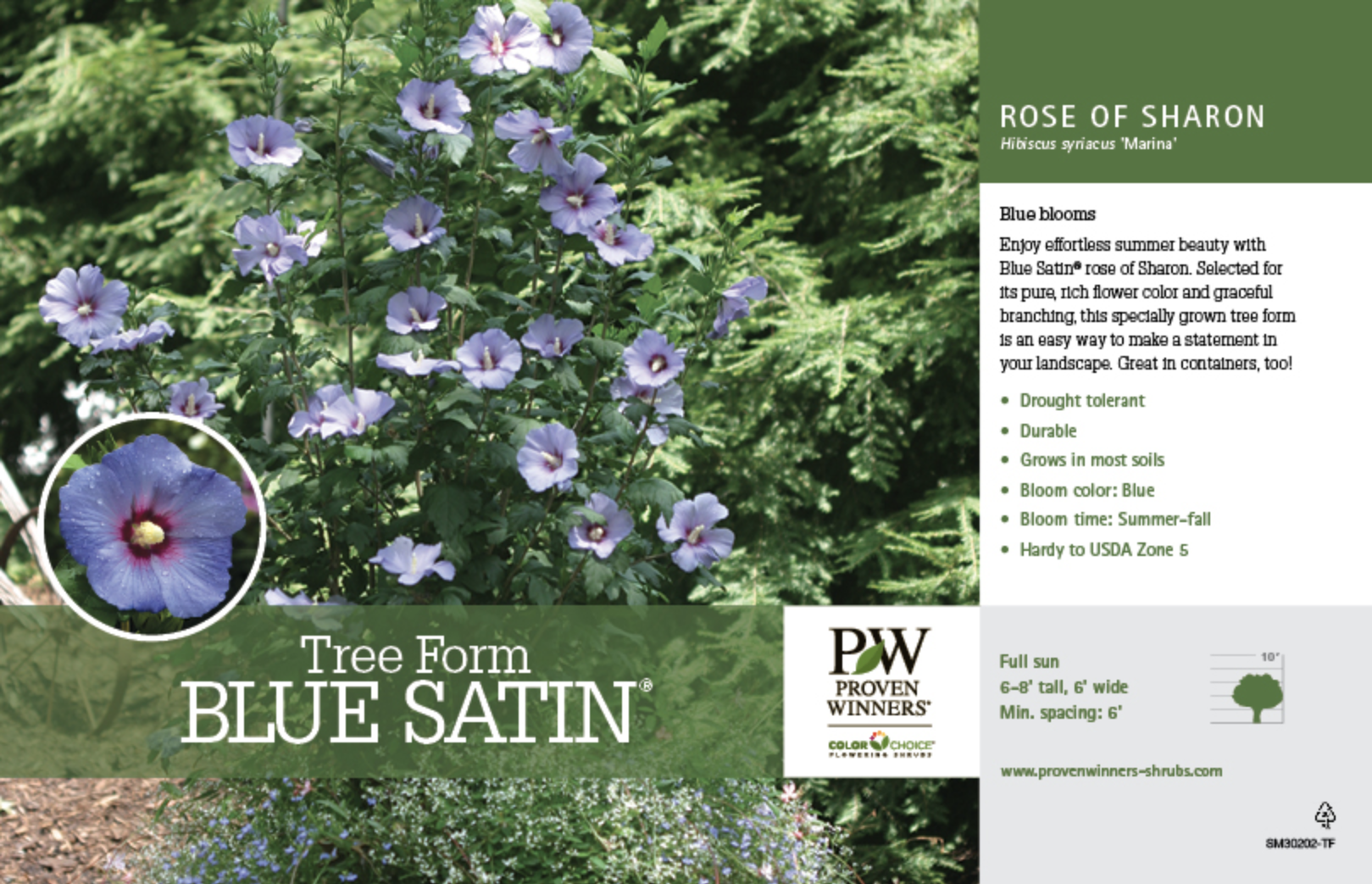 Blue Rose Of Sharon Tree